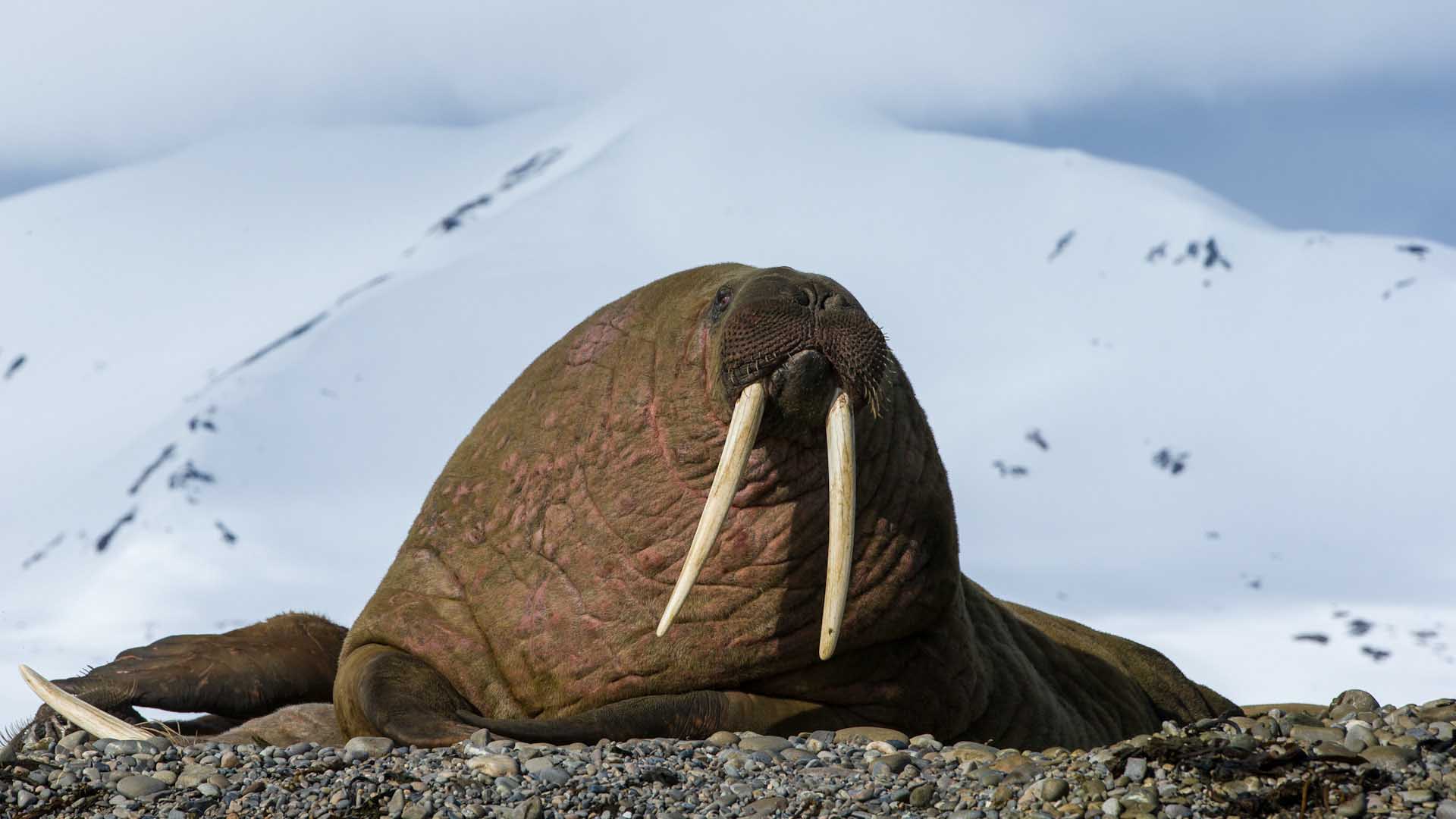 Svalbard: capital, clima, lugares turísticos, vegetación, habitantes y más