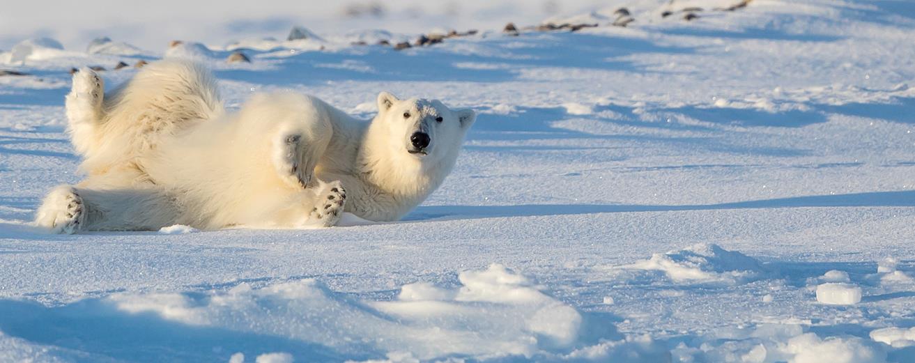 Svalbard: capital, clima, lugares turísticos, vegetación, habitantes y más